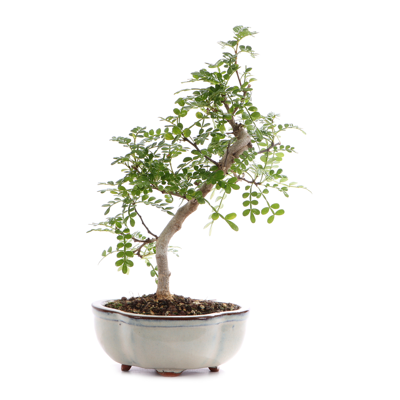 Zanthoxylum spec. | 1111-K-26-1755