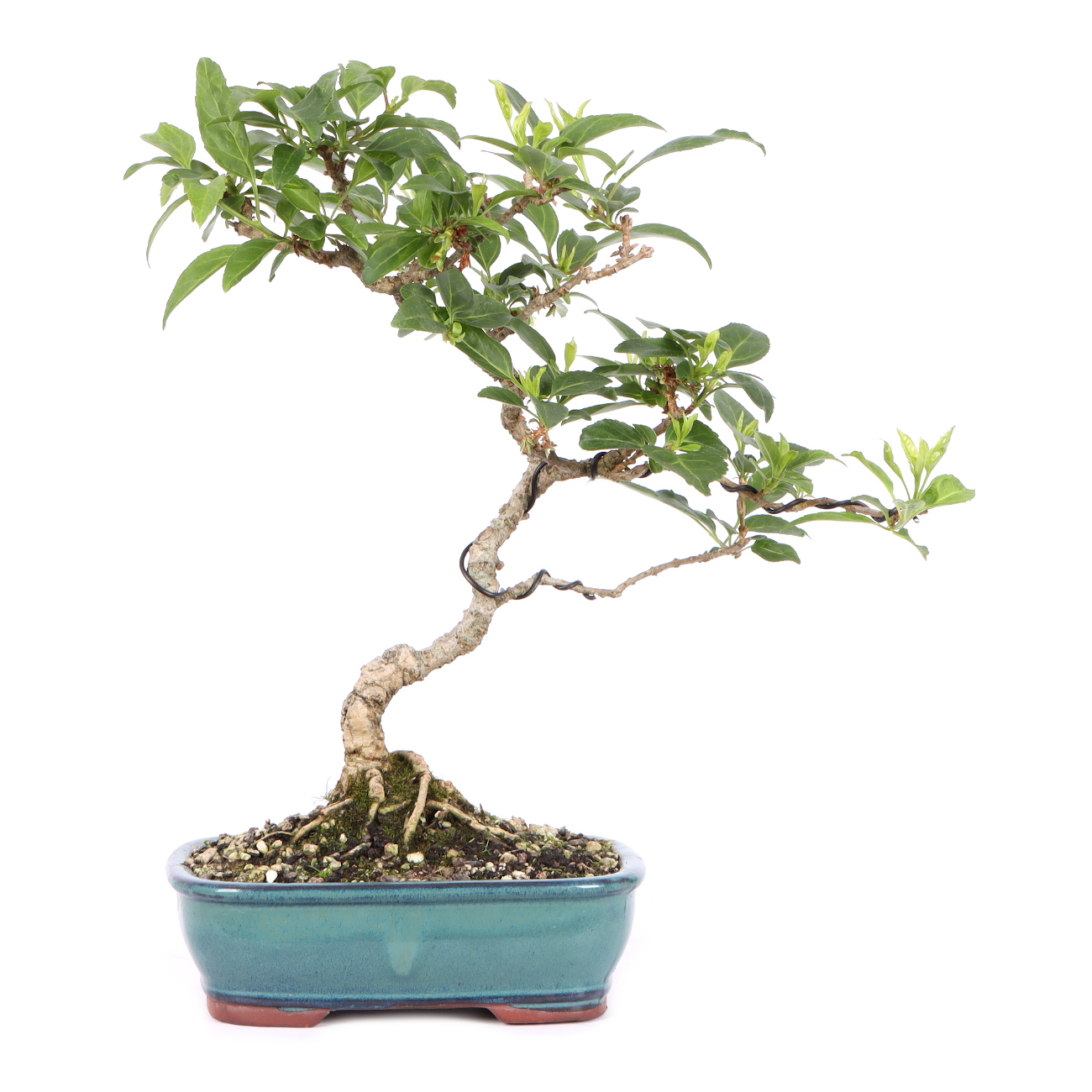 Forsythia x intermedia 'Minigold' | 1014-K-25-1477