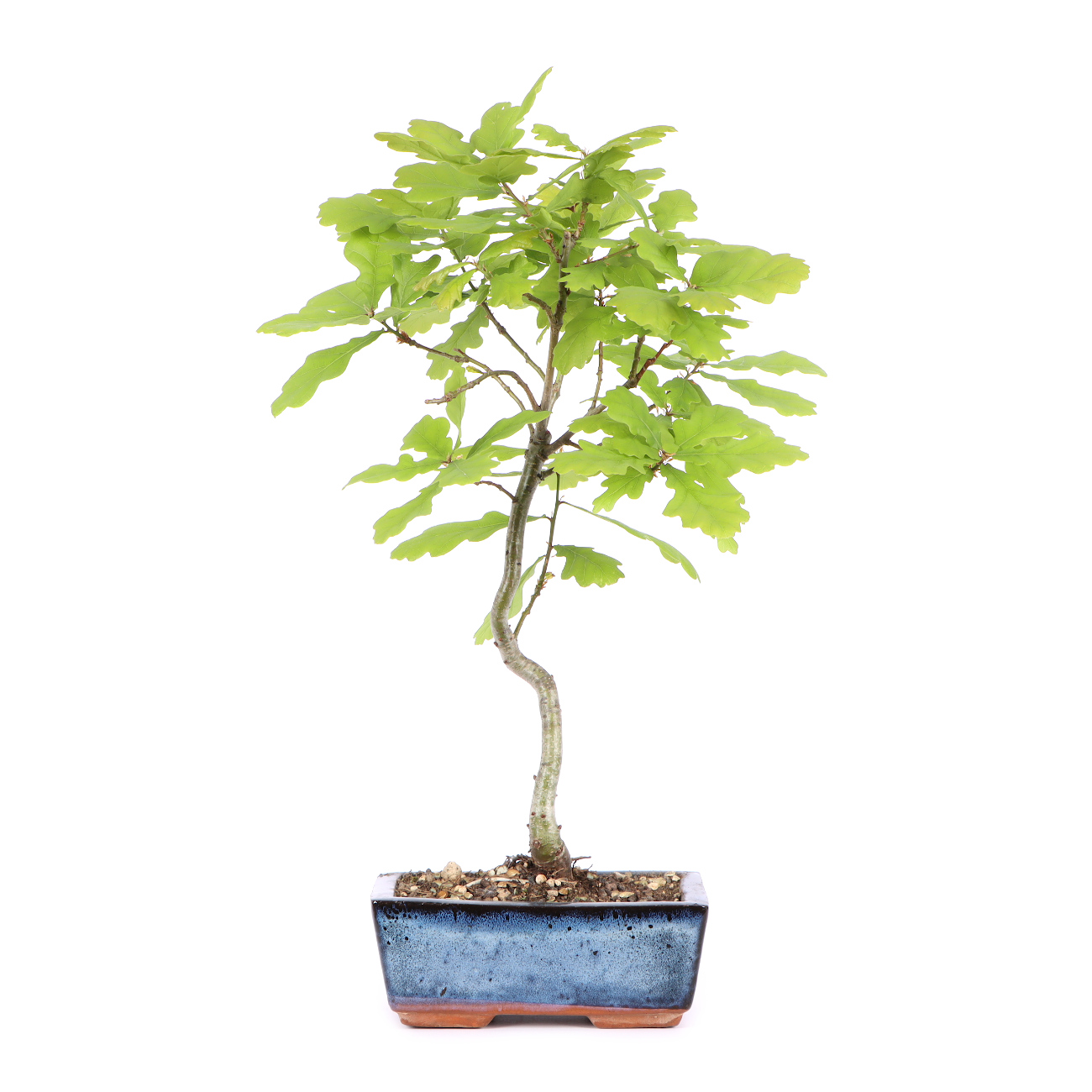 Quercus robur | 1038-K-25-1825