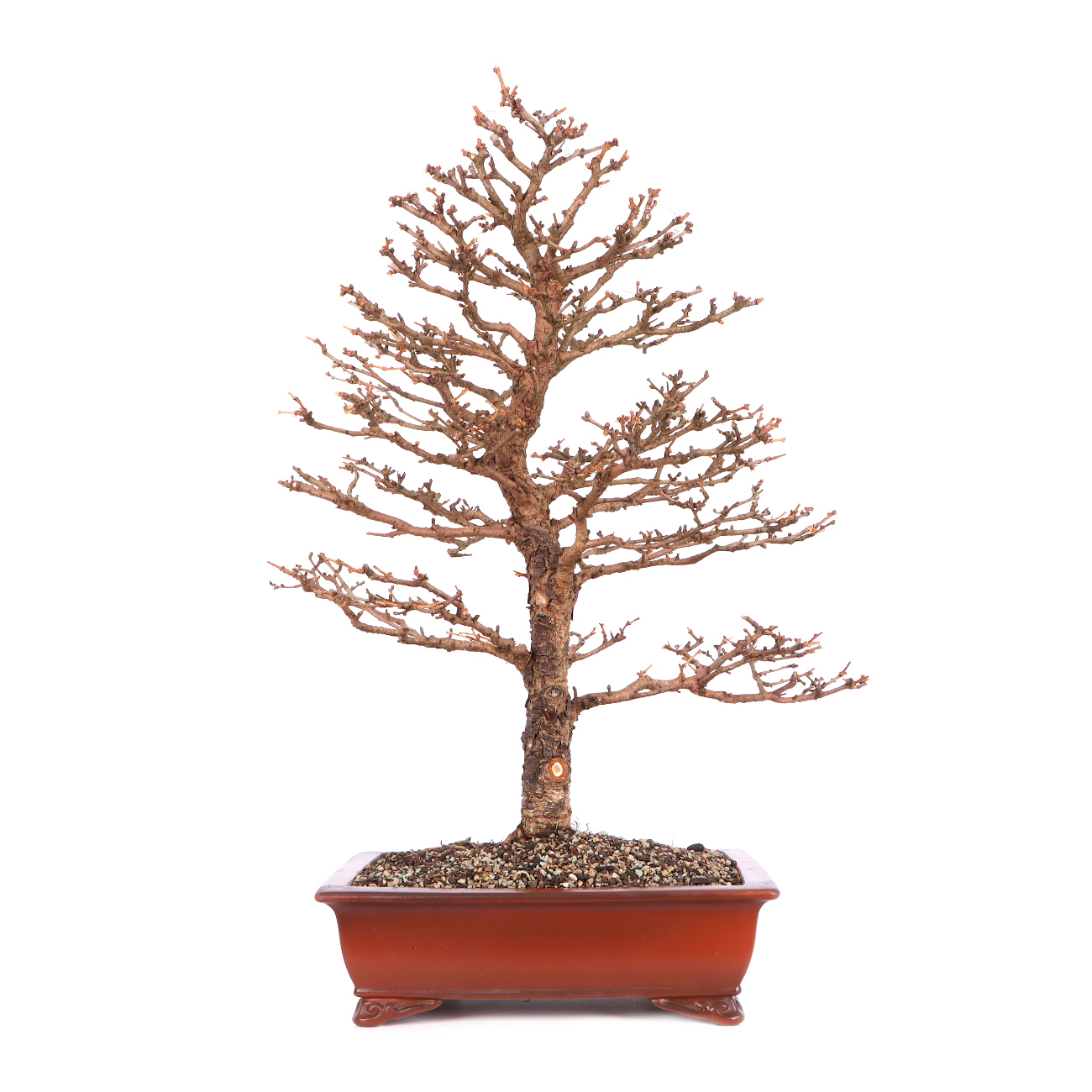Larix kaempferi | 1015-Tt-25-4047