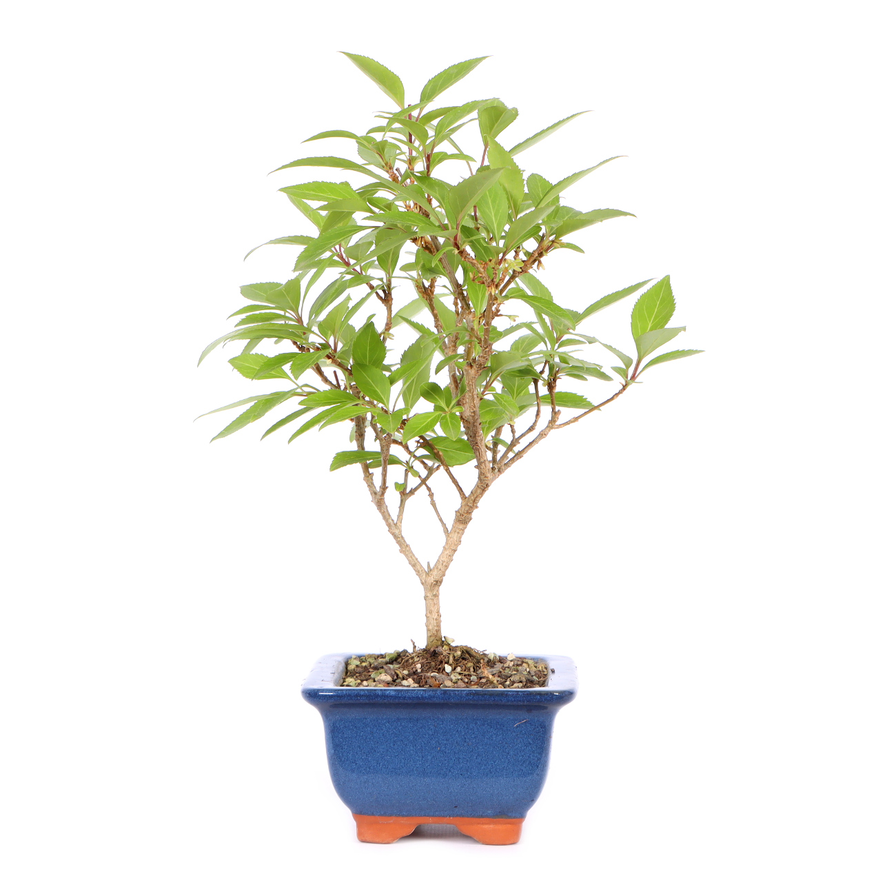 Forsythia x intermedia 'Minigold' | 1014-K-25-1471