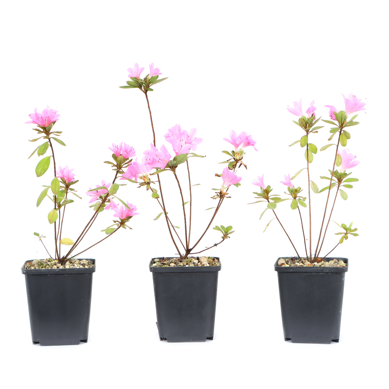 Rhododendron 'Oi-no-Mezame' (Wilson 26) | 1165-03-T-Oi-no-Mezame