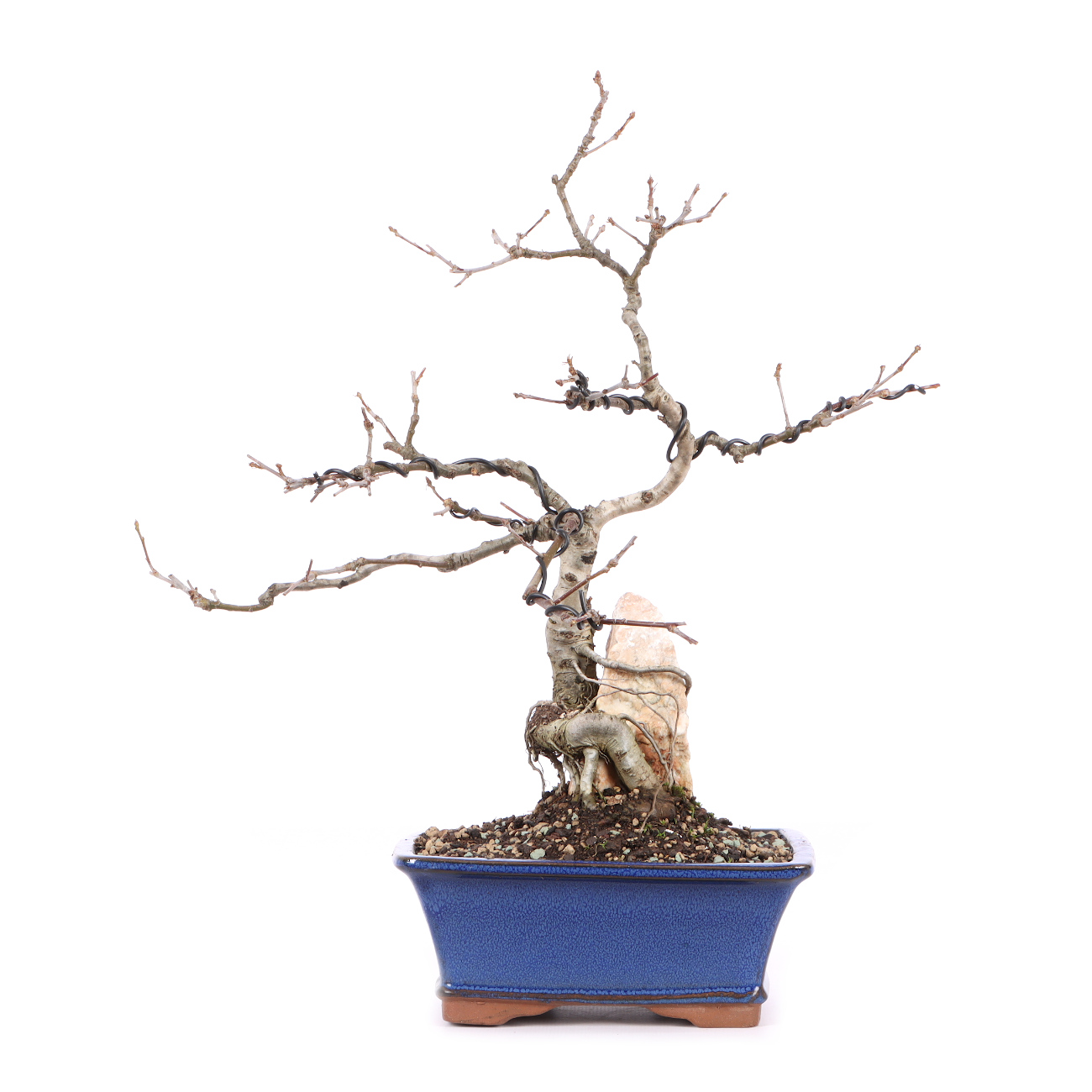 Quercus robur | 1038-K-25-3879