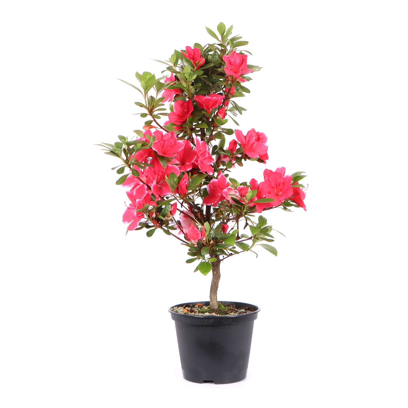 Rhododendron indicum 'Iwaiboshi' | Pre-Bonsai | Bonsai Outdoor | Bonsai ...