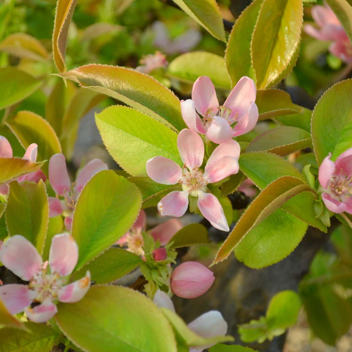 Pseudocydonia sinensis | Jungpflanzen | Bonsai Outdoor | Bonsai ...