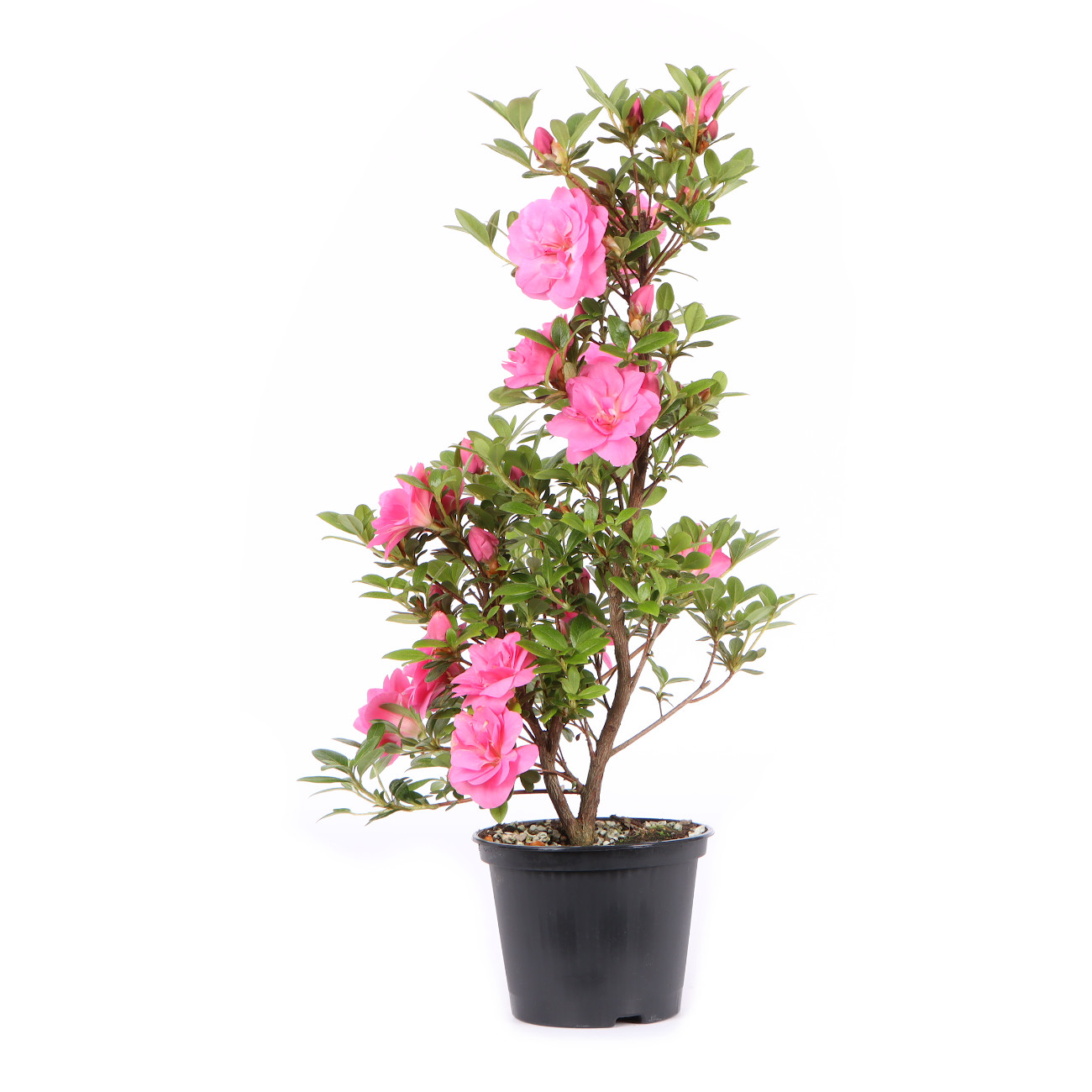 Rhododendron indicum 'Kinu botan' | Pre-Bonsai | Outdoor Bonsai ...