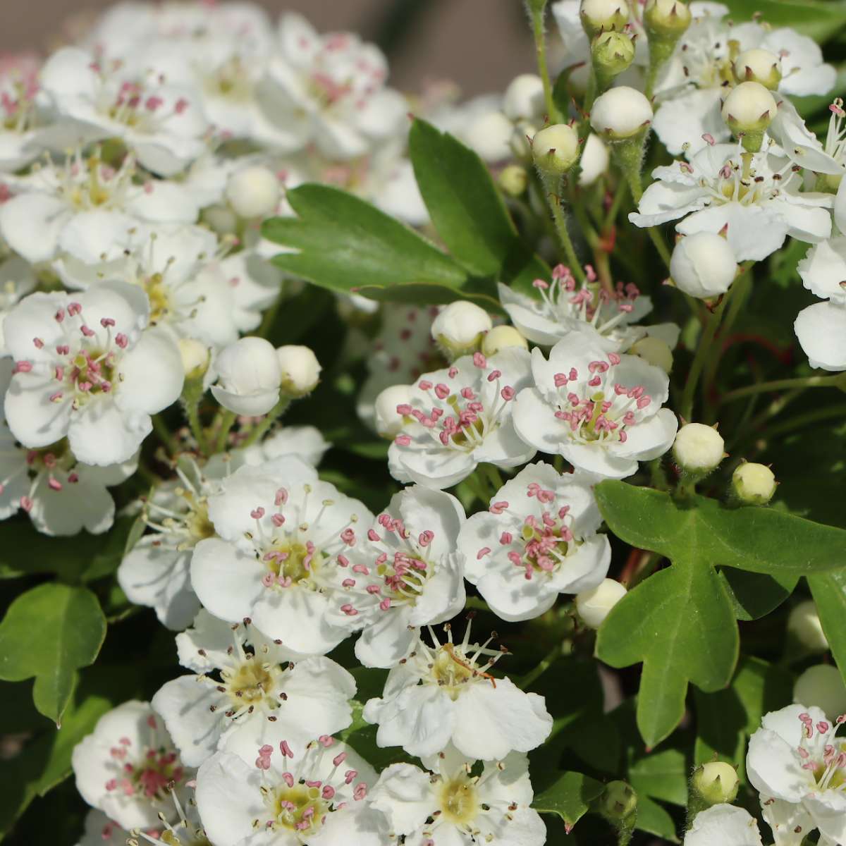 Crataegus monogyna 'Compacta' | Bonsai | Bonsai Outdoor | Bonsai ...