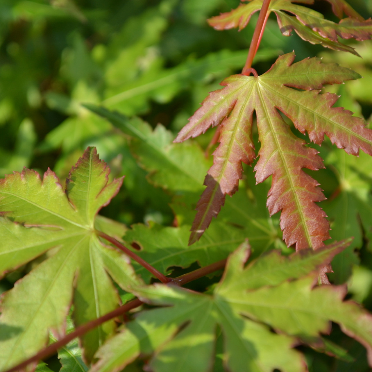 Acer palmatum | 1093-K-26-0198