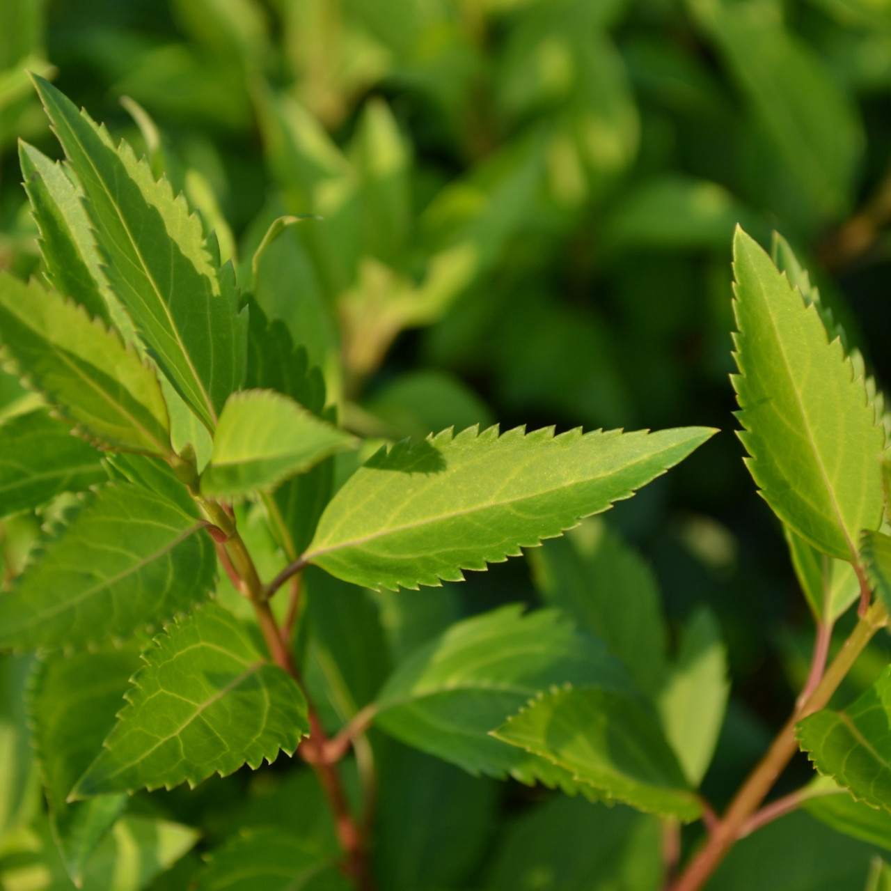 Forsythia x intermedia 'Minigold' | 1014-K-25-2803