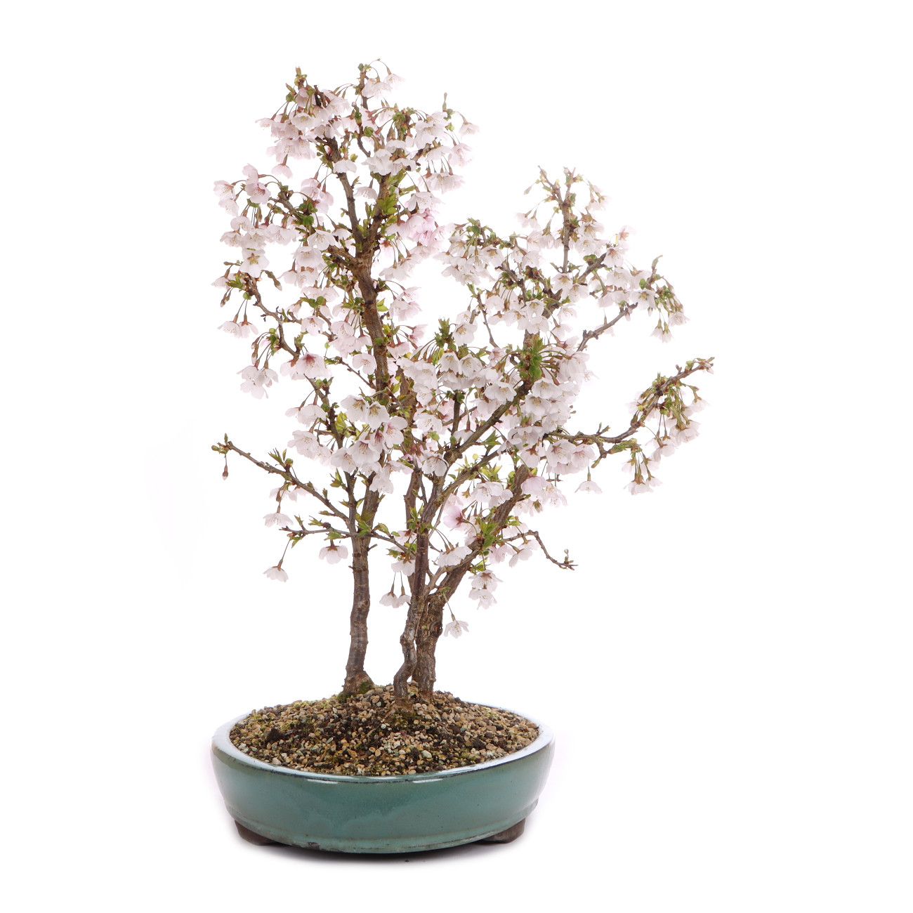 Fuji Kirsche Bonsai
