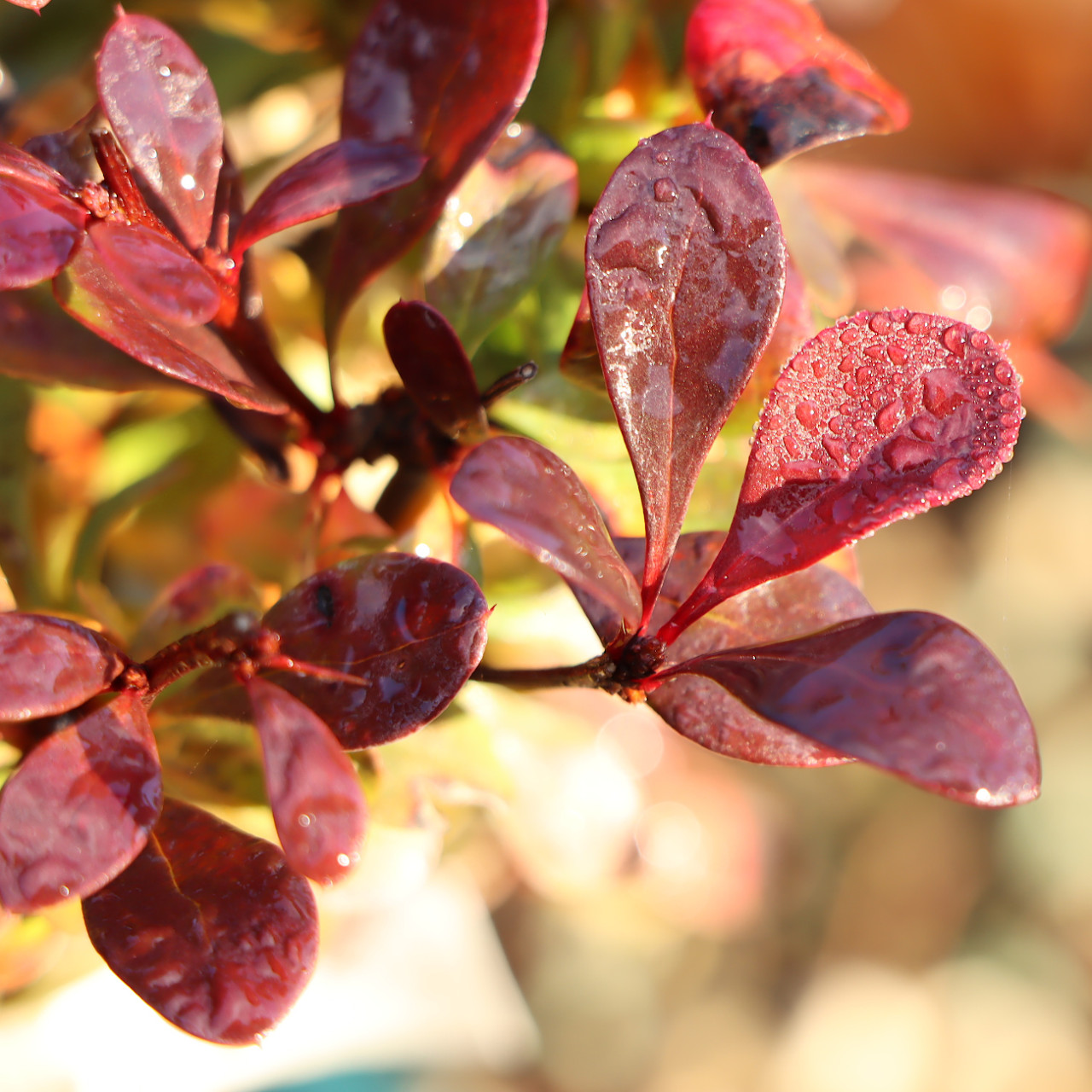 Berberis thunbergii 'Atropurpurea Nana' | 1791-K-26-1791