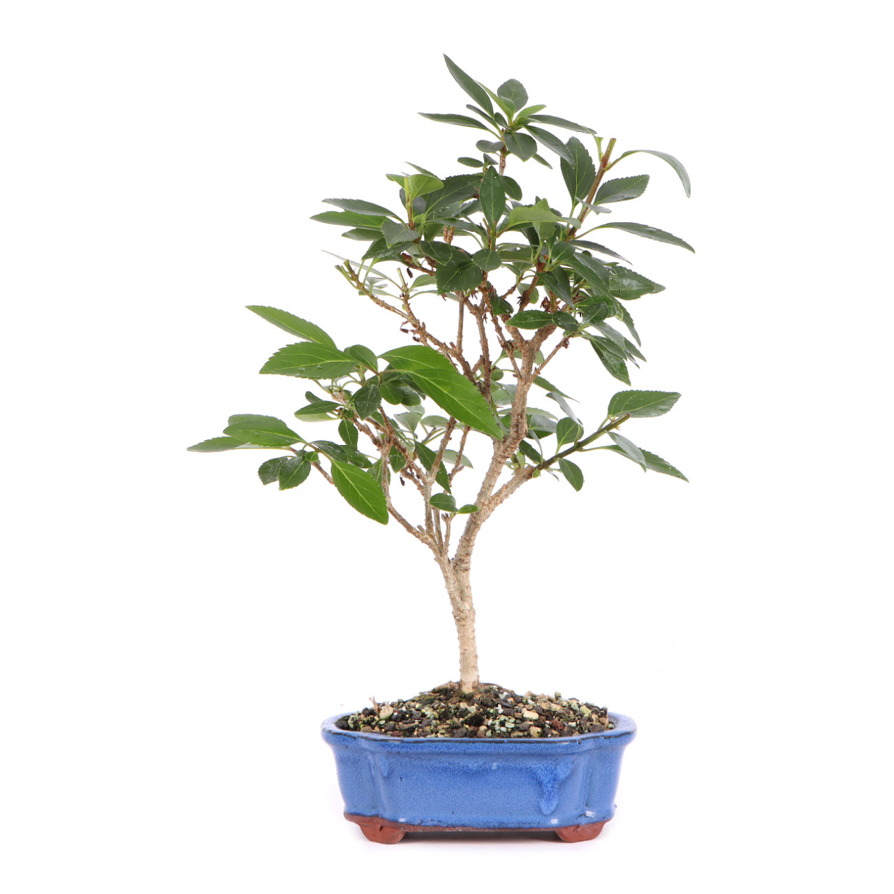 Forsythia x intermedia 'Minigold' | 1014-K-25-2802