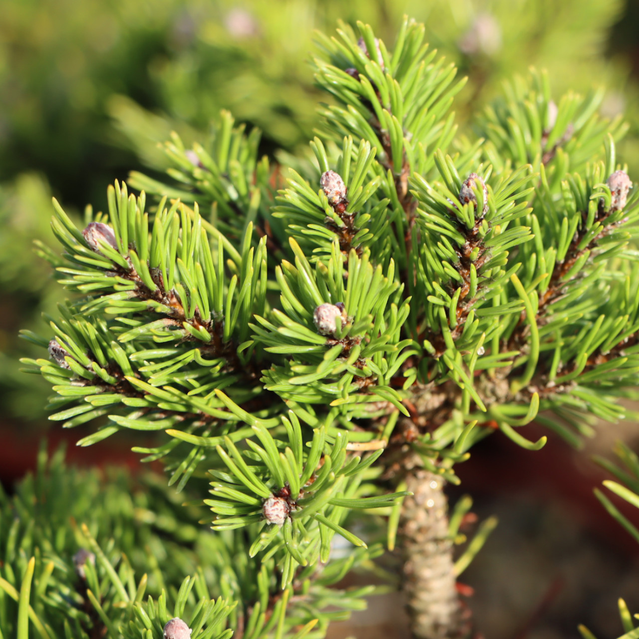 Pinus mugo 'Sherwood Compact' | 1815-P-25-3755