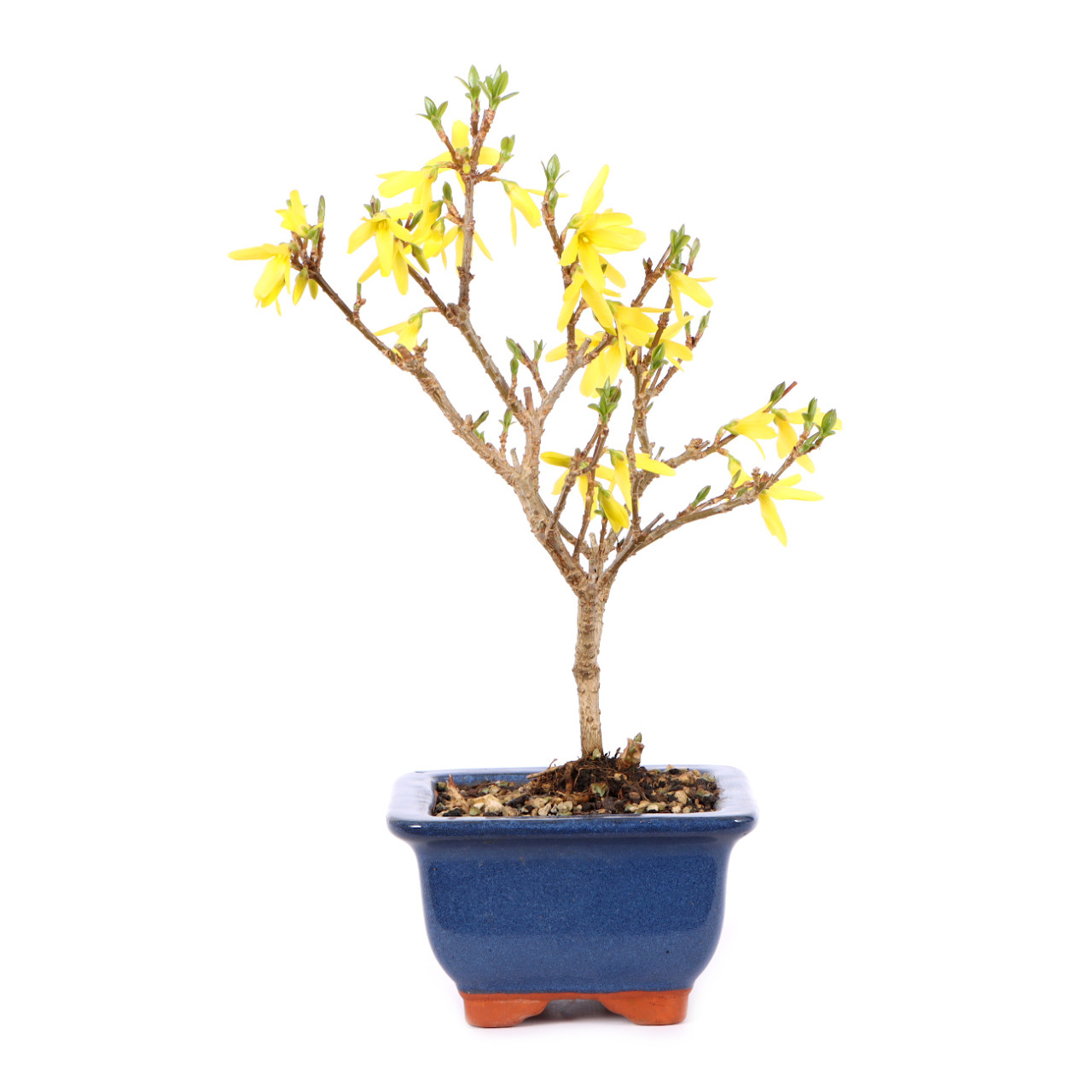 Forsythia x intermedia 'Minigold' | 1014-K-25-1471