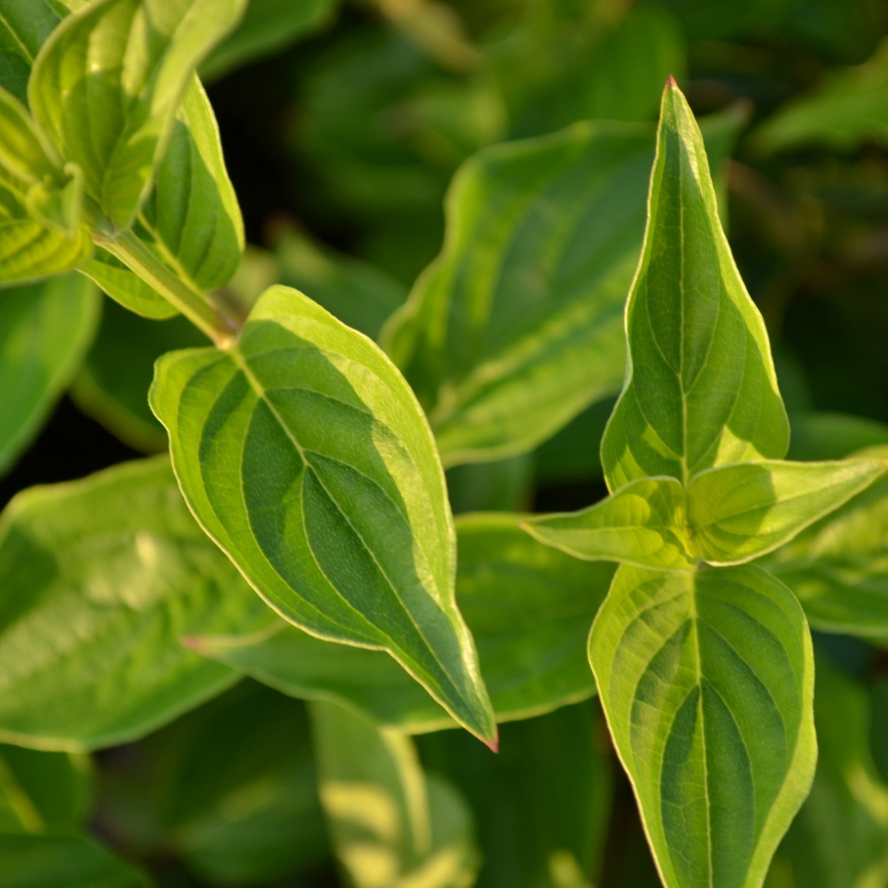 Cornus mas | 1049-P-25-4003