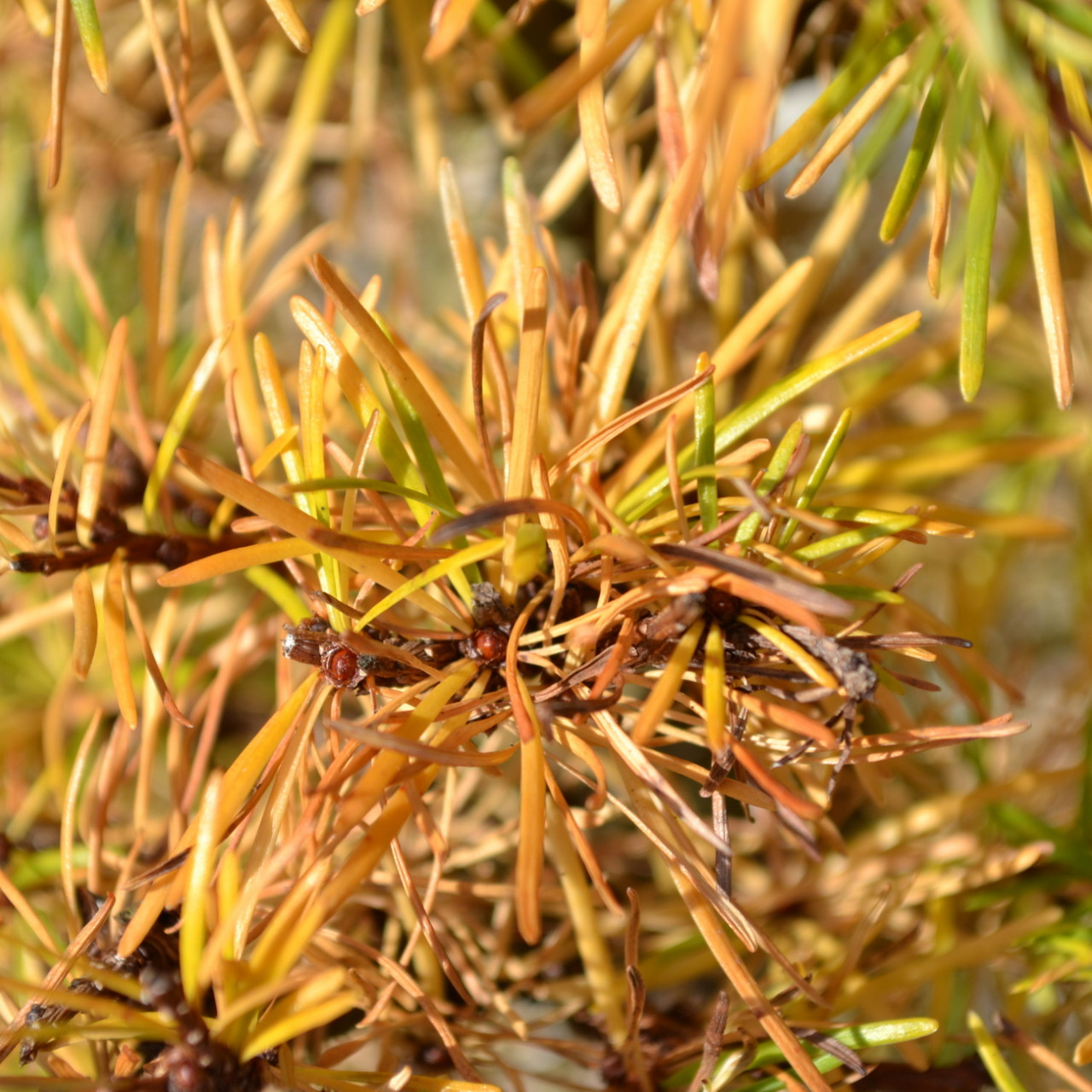 Larix kaempferi | 1015-Tt-25-4047