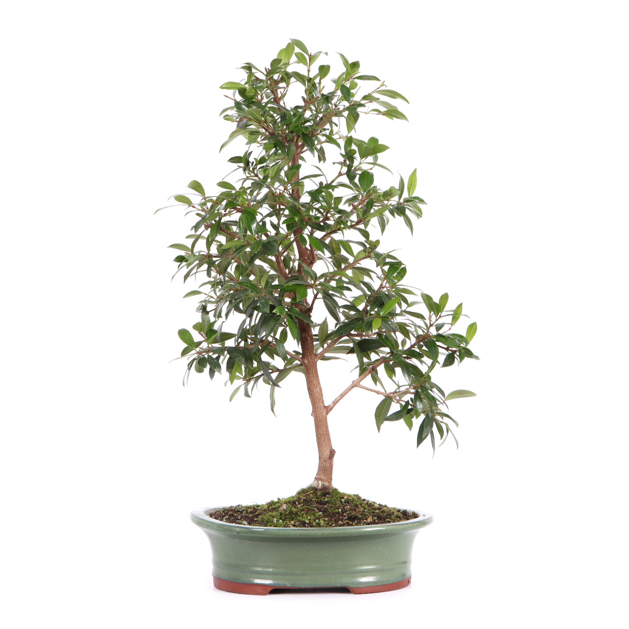 Syzygium paniculatum | 1195-K-25-3931