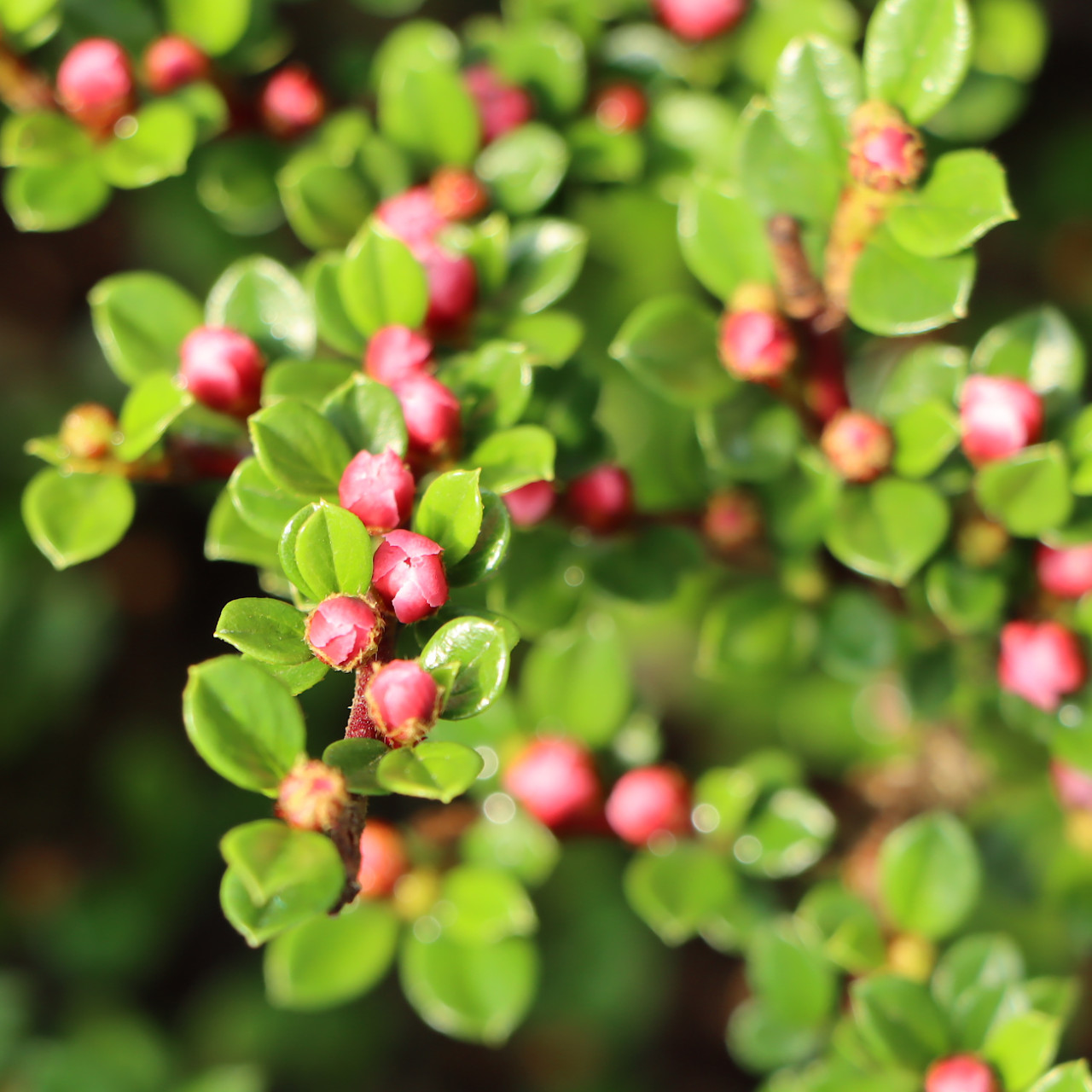 Cotoneaster praecox | 1142-K-25-4044