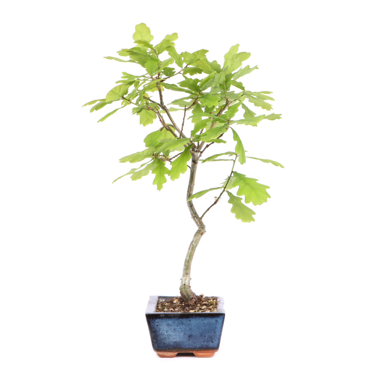 Quercus robur | 1038-K-25-1825