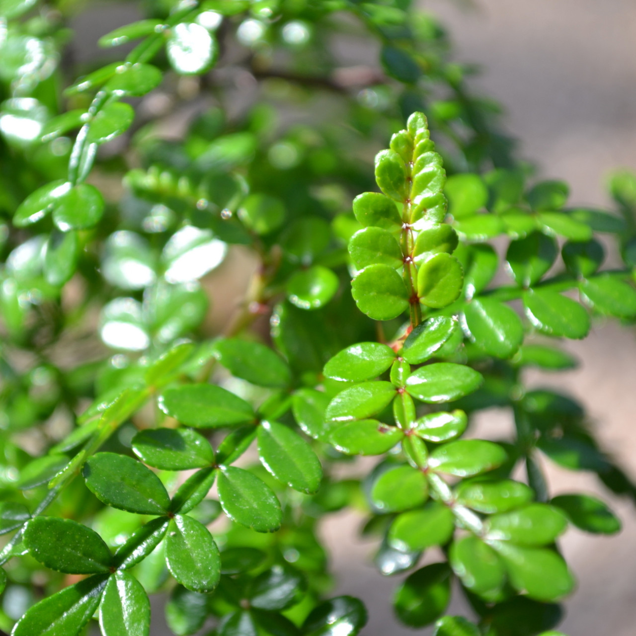 Zanthoxylum spec. | 1111-K-26-1755