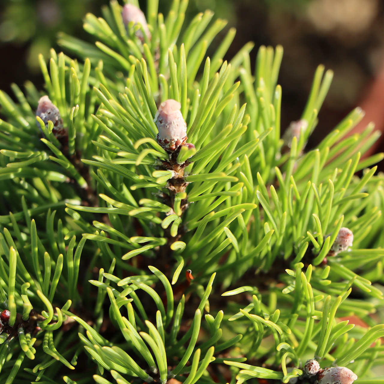 Pinus mugo 'Sherwood Compact' | 1815-P-25-3750