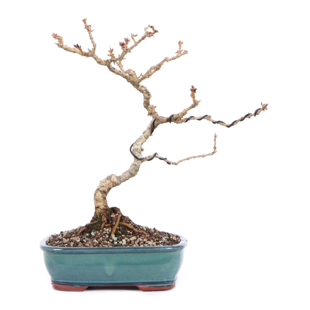 Forsythia x intermedia 'Minigold' | 1014-K-25-1477