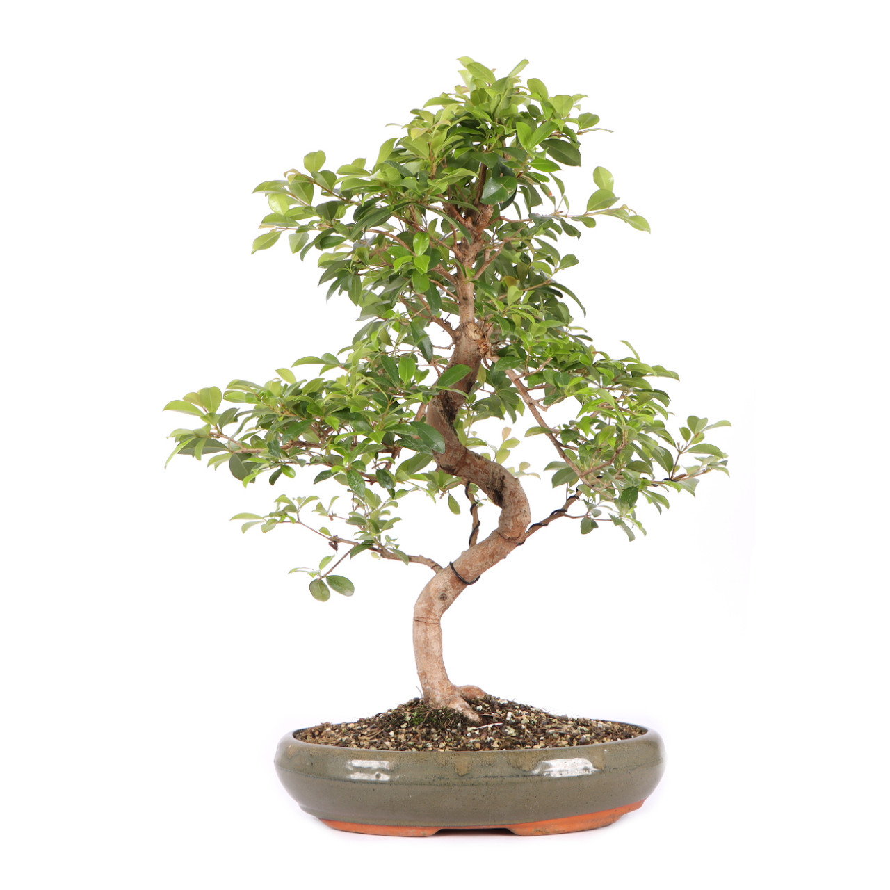 Syzygium paniculatum | 1195-K-25-3259
