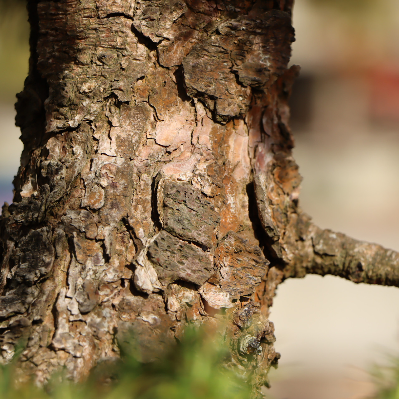 Larix kaempferi | 1015-03-T