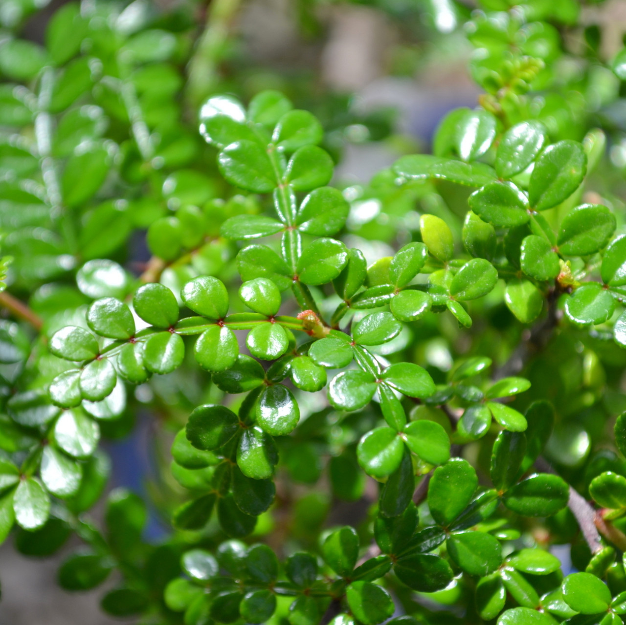 Zanthoxylum spec. | 1111-K-26-1755