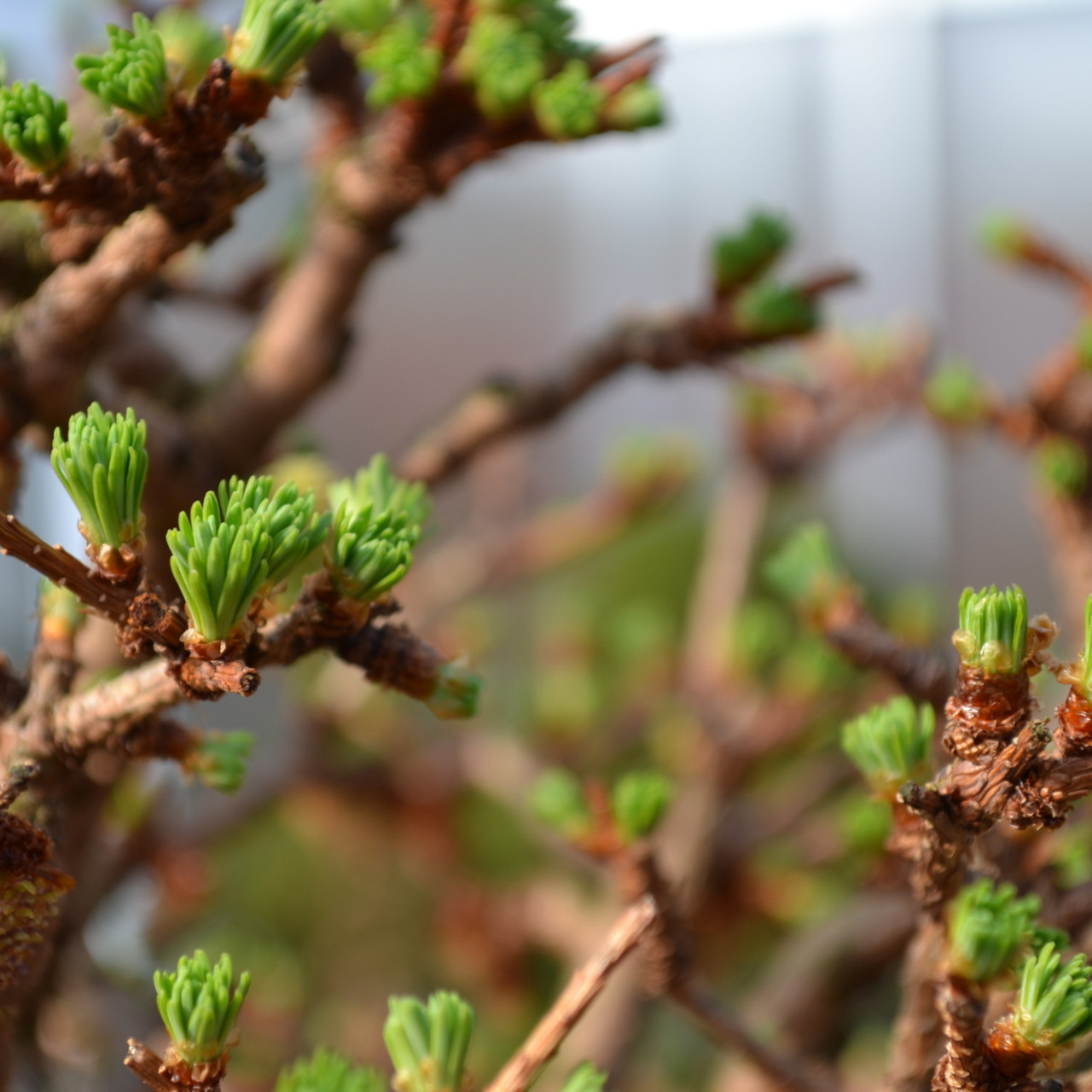 Larix kaempferi | 1015-J-25-3952