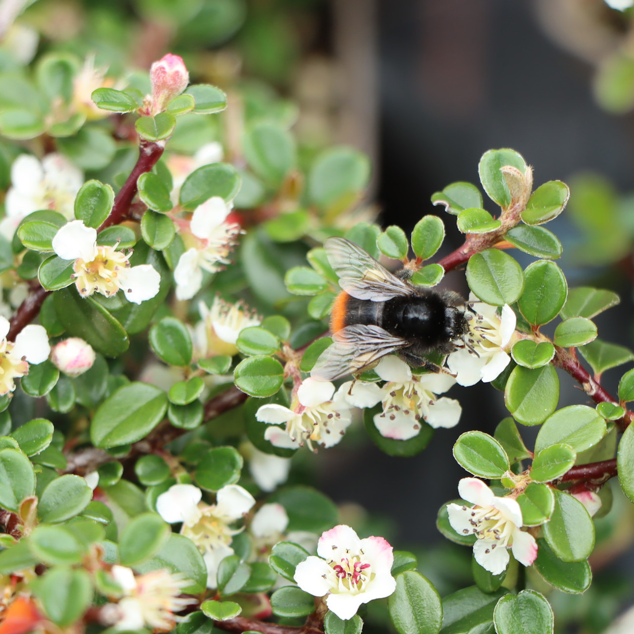 Cotoneaster microphyllus 'Cochleatus' | 1755-P-25-3335