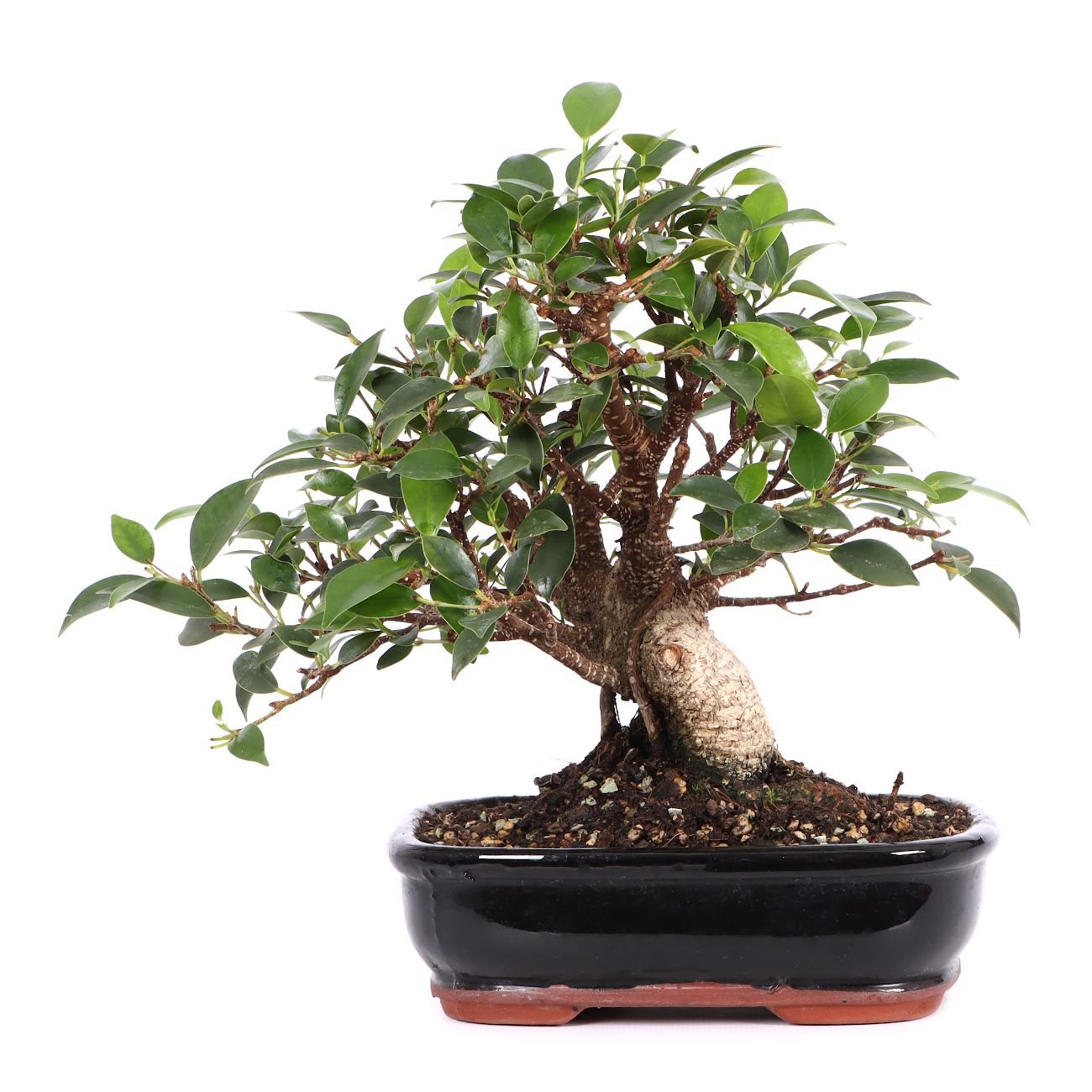 Ficus microcarpa 'Tiger Bark' | 1084-K-26-0044