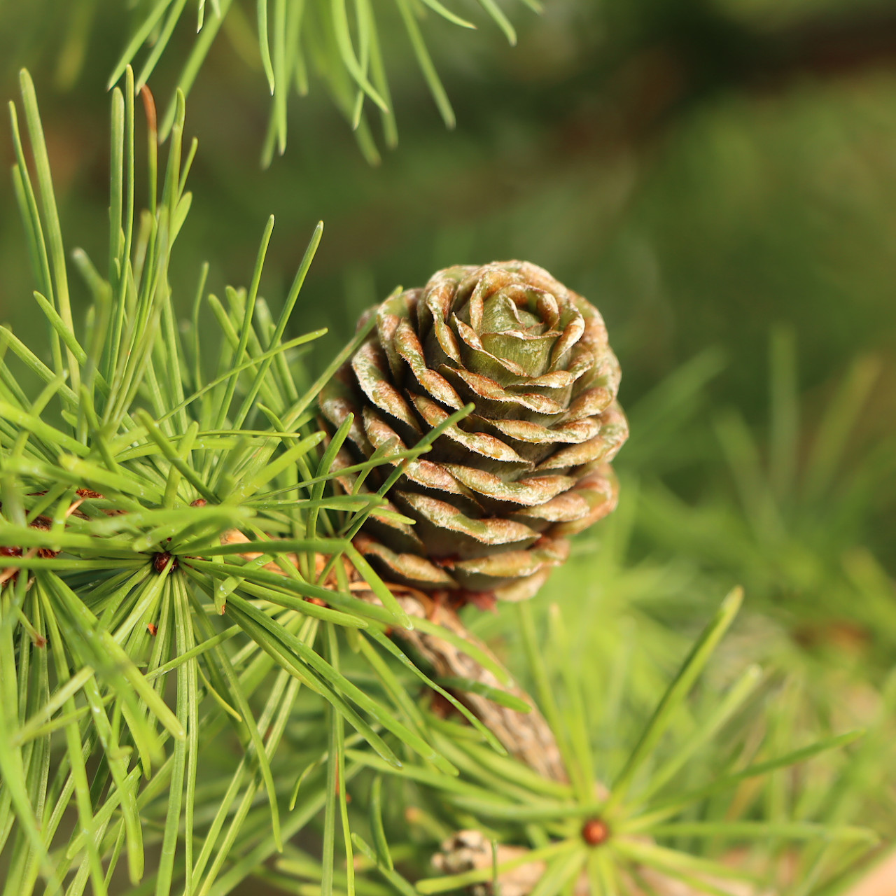 Larix kaempferi | 1015-Tt-25-4047
