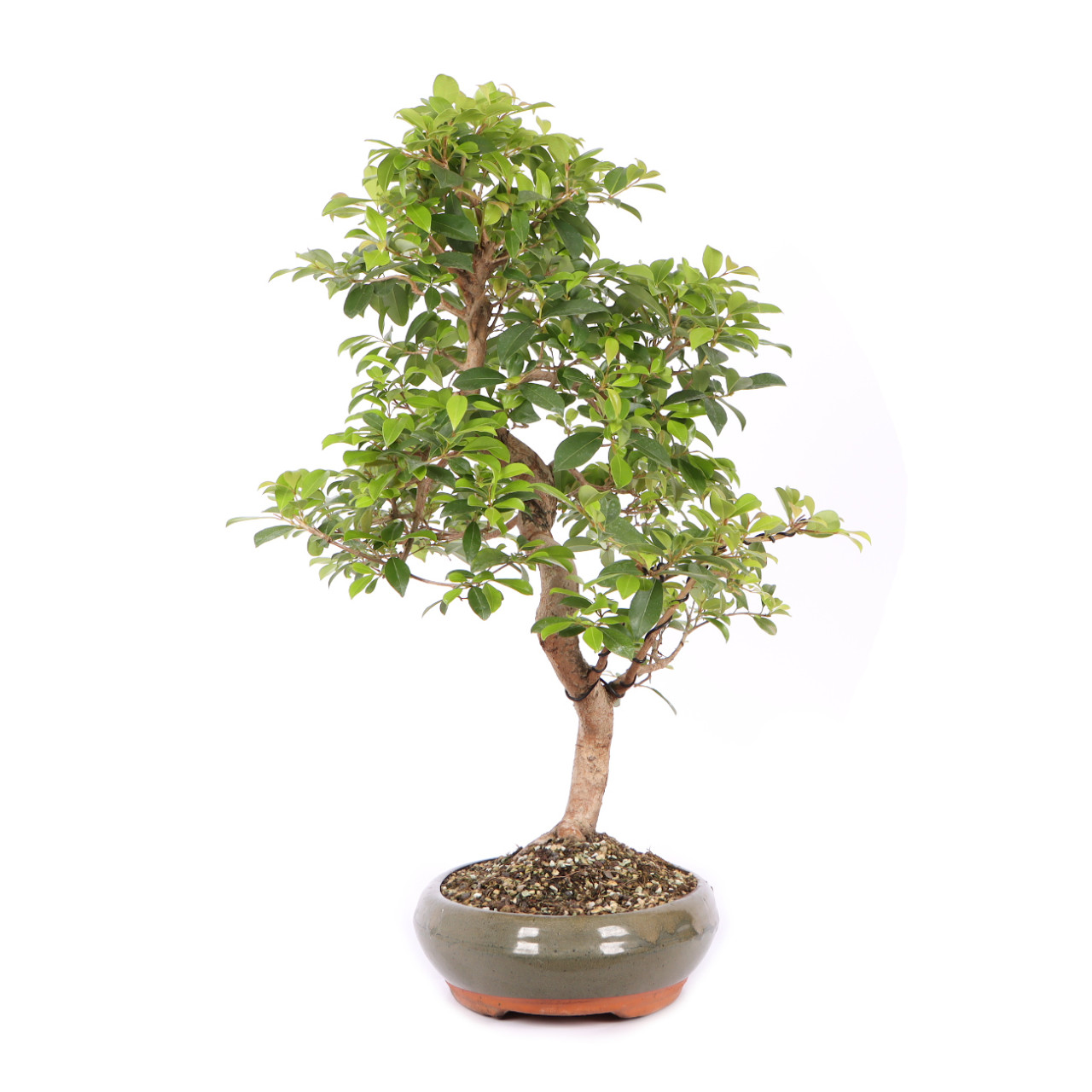 Syzygium paniculatum | 1195-K-25-3259