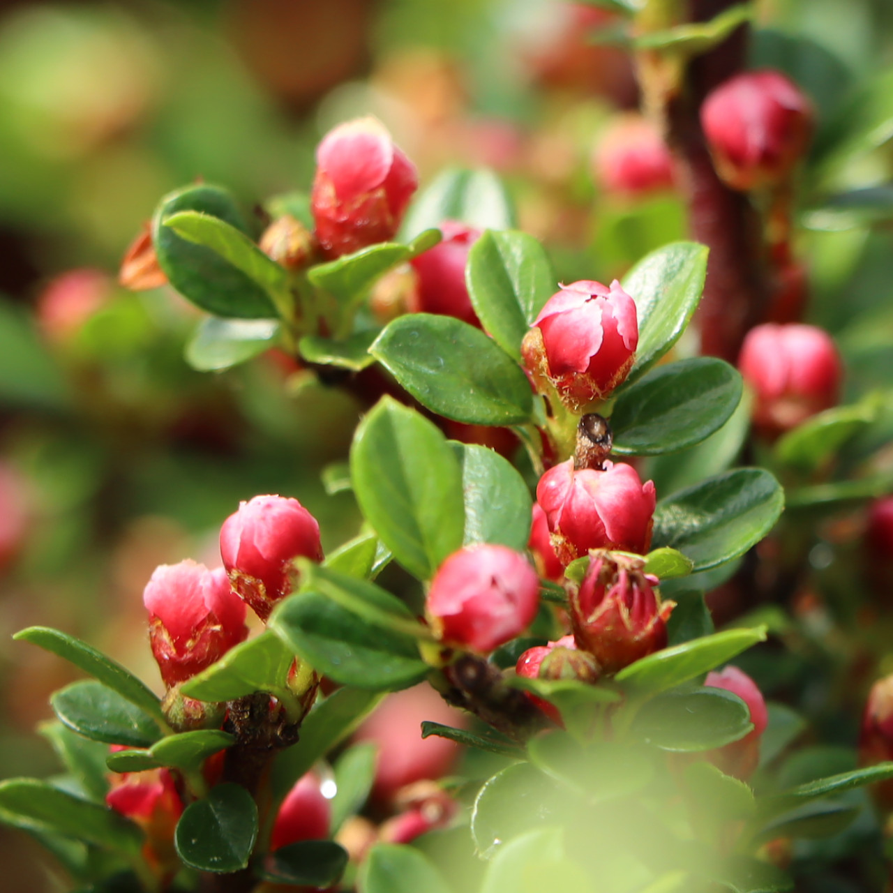 Cotoneaster praecox | 1142-K-25-4044