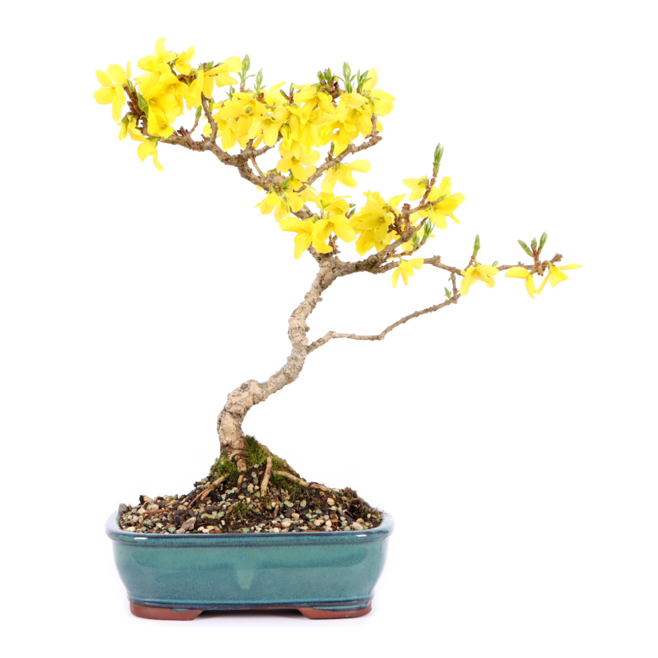 Forsythia x intermedia 'Minigold' | 1014-K-25-1477