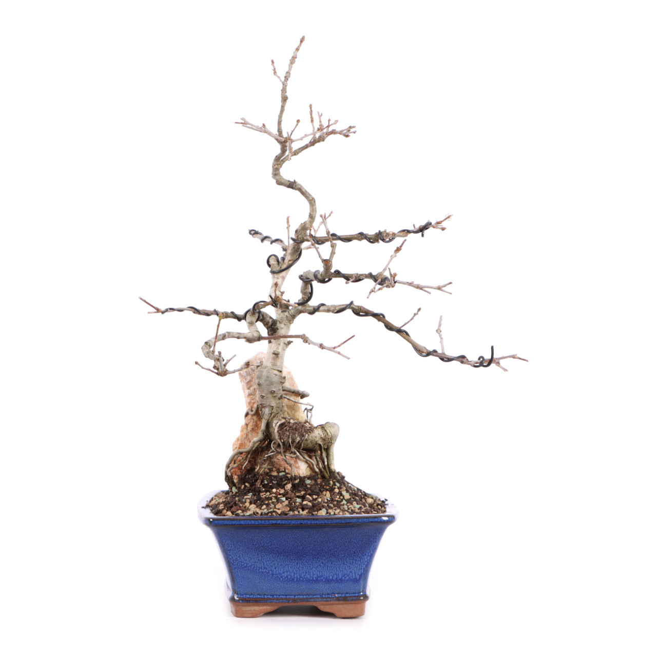 Quercus robur | 1038-K-25-3879