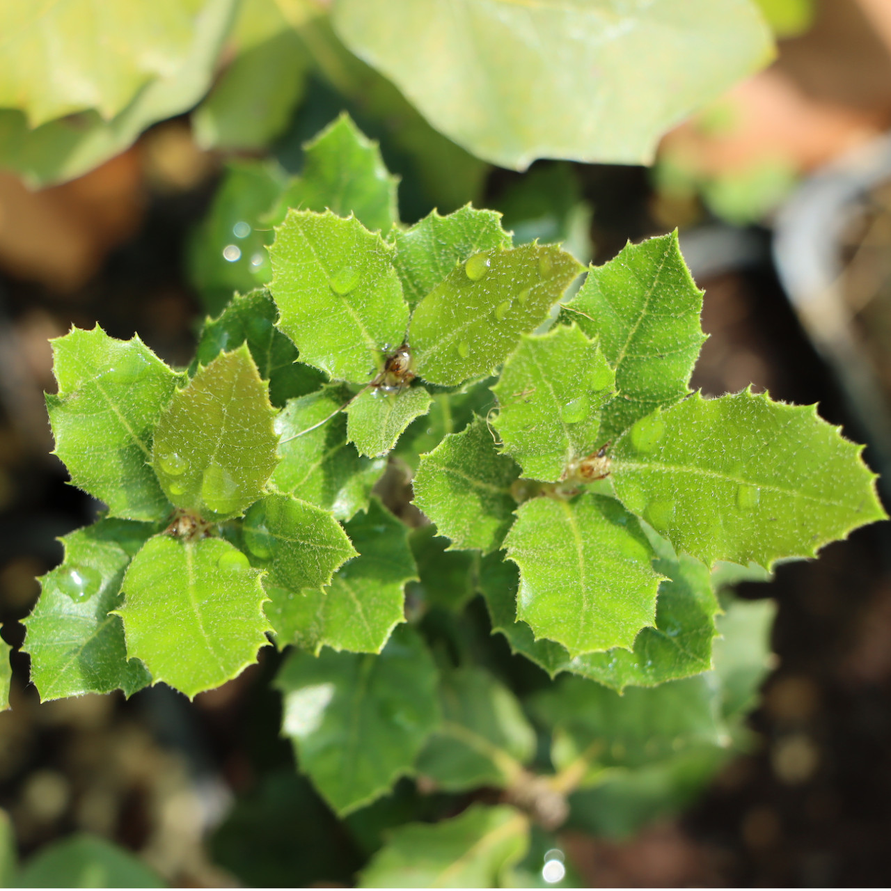 Quercus ilex | 1968-03-T