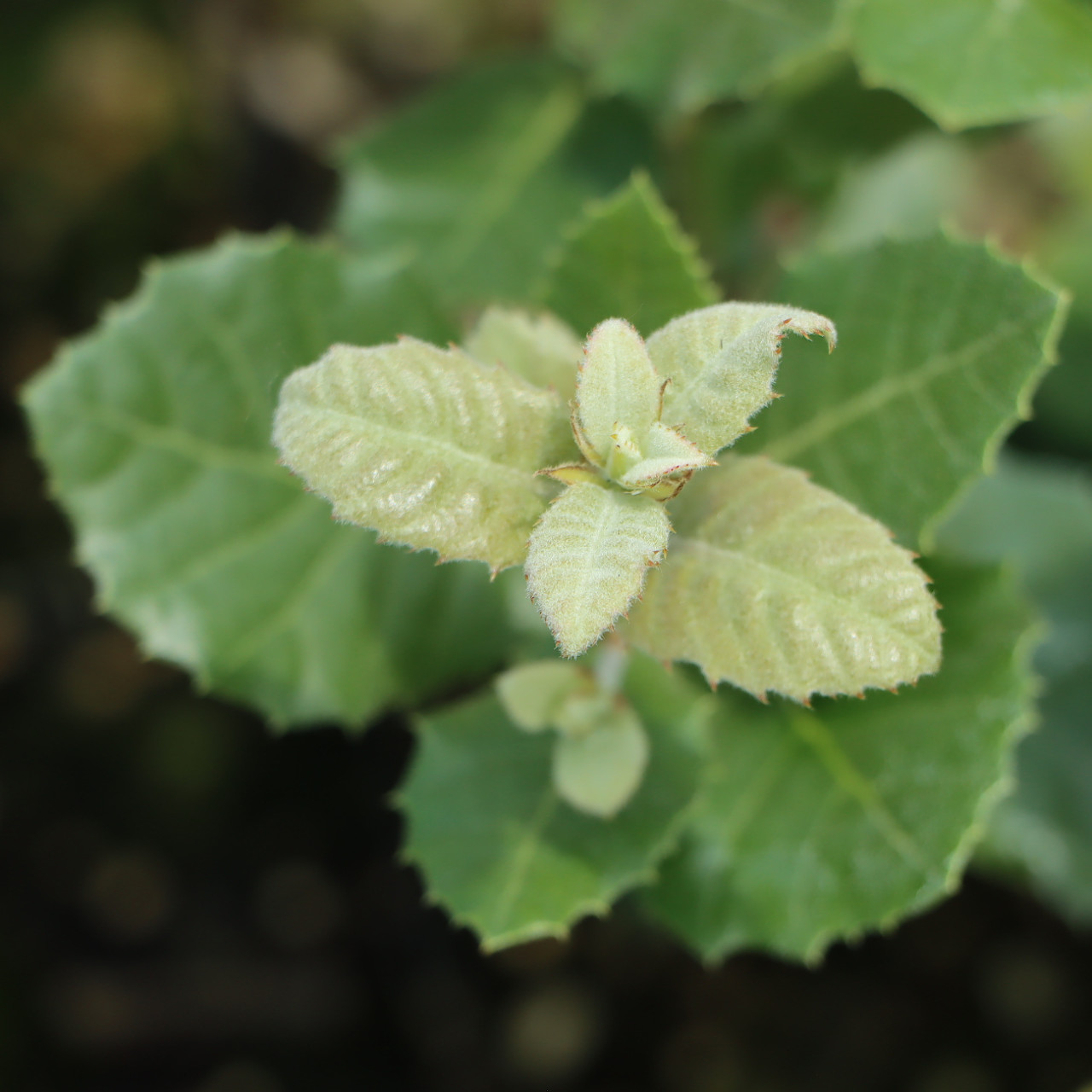 Quercus ilex | 1968-03-T