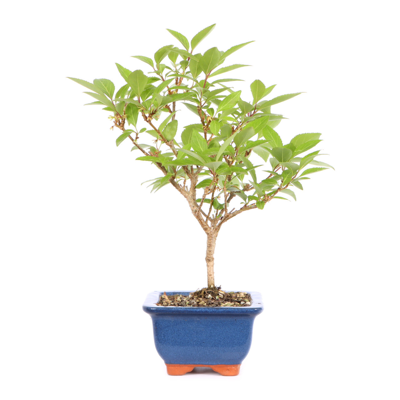 Forsythia x intermedia 'Minigold' | 1014-K-25-1471