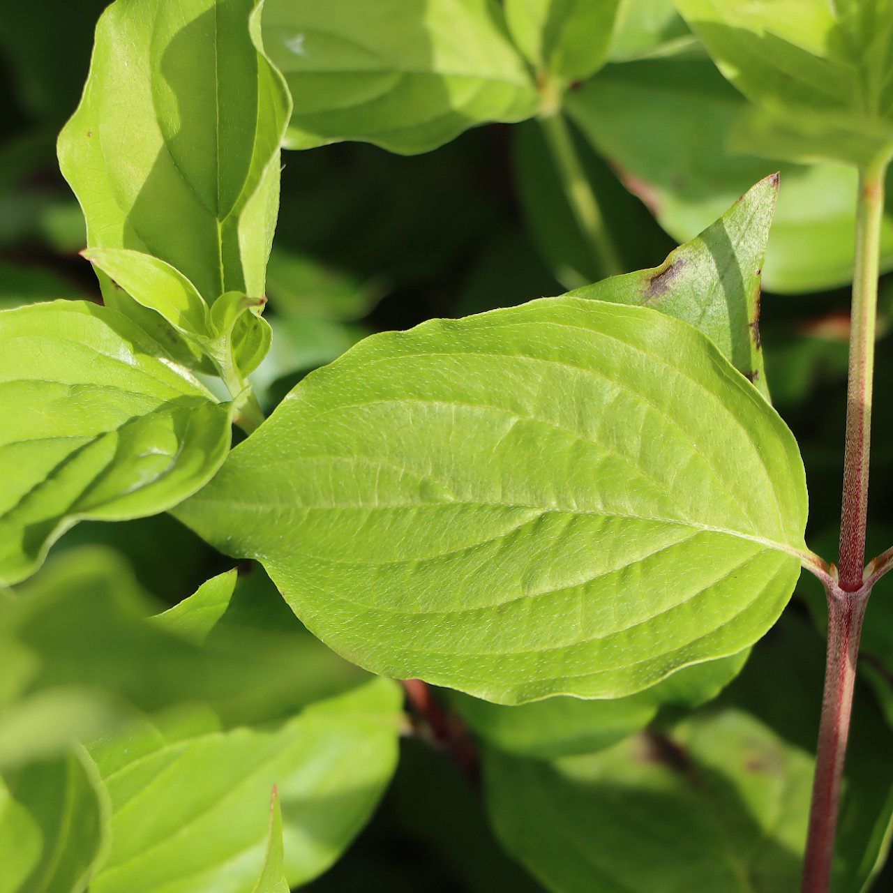 Cornus mas | 1049-P-25-4003