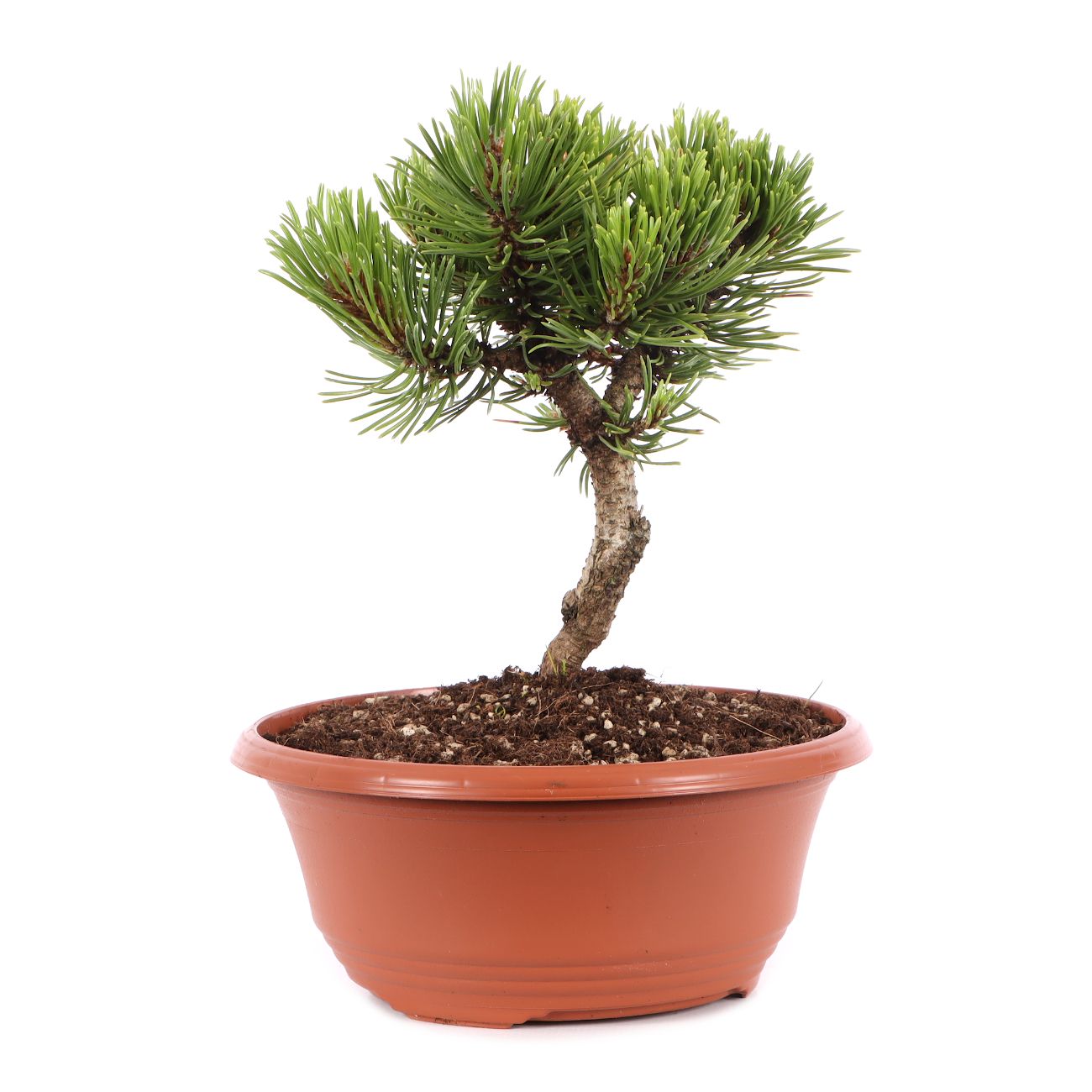 Pinus mugo 'Sherwood Compact' | 1815-P-26-1911