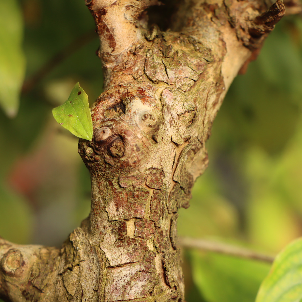 Cornus mas | 1049-P-25-4000